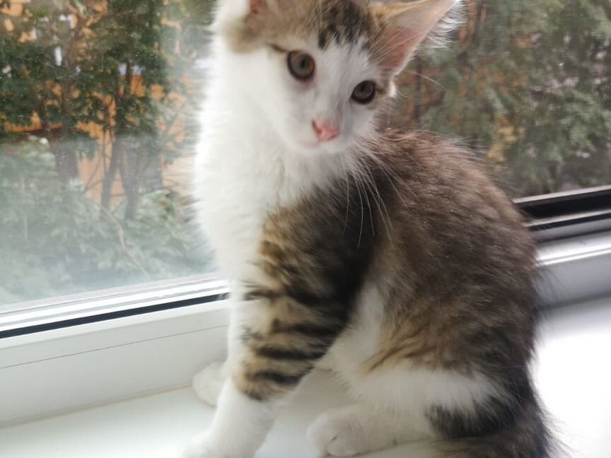 Трехцветный кот ищет дом