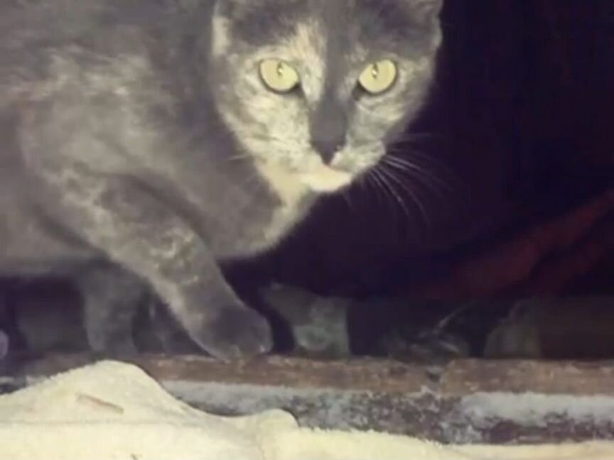 Кошке Грейс нужен дом