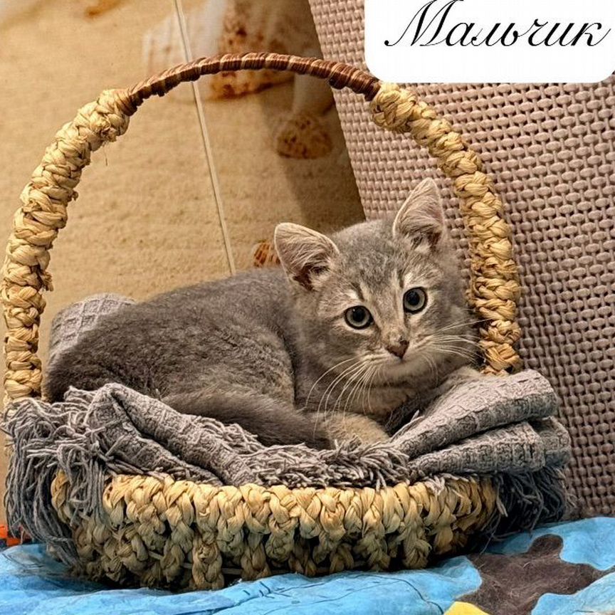 Котёнок в добрые руки