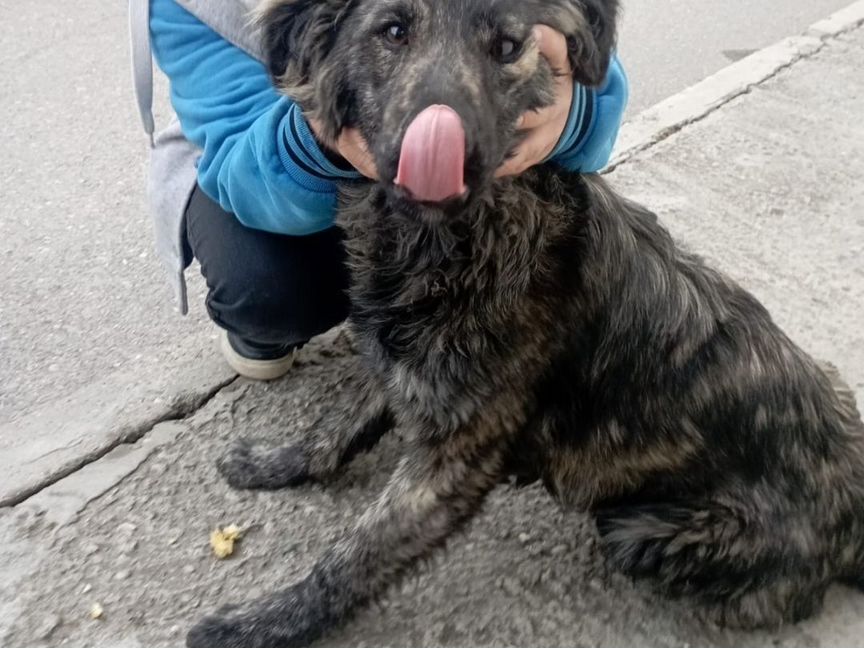 Собака в добрые руки