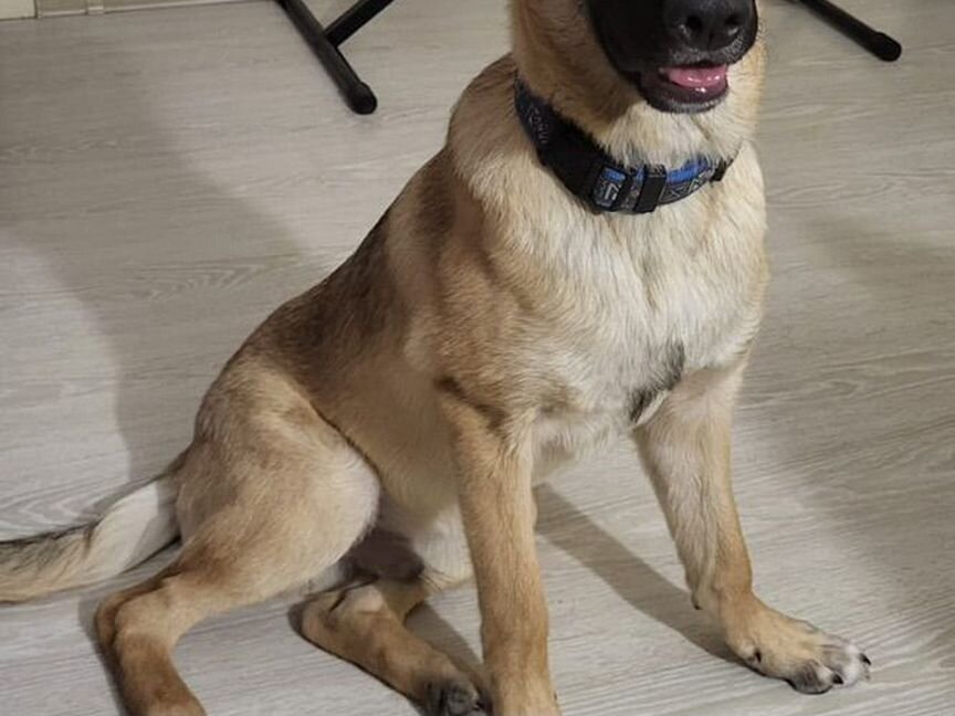 Щенок миша ищет семью