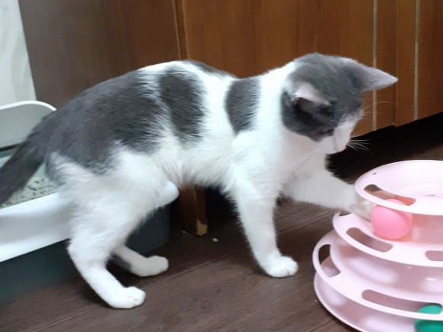 Котёнок Яся, стерилизована