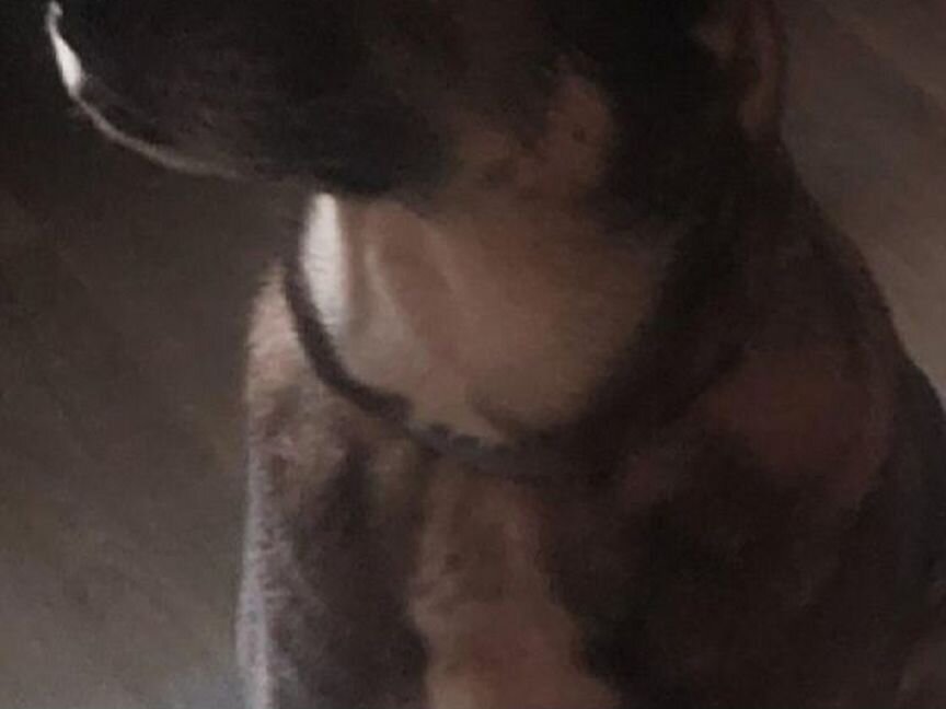 Отдам в хорошие руки собаку