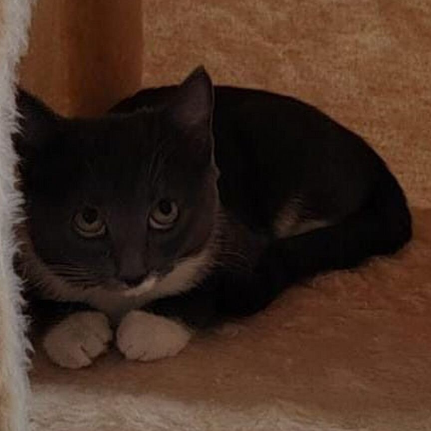 Взрослая кошка в добрые руки