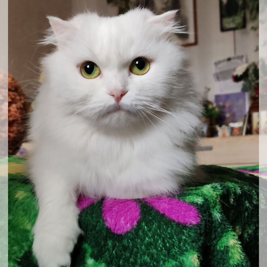 Кошечка в самые добрые руки