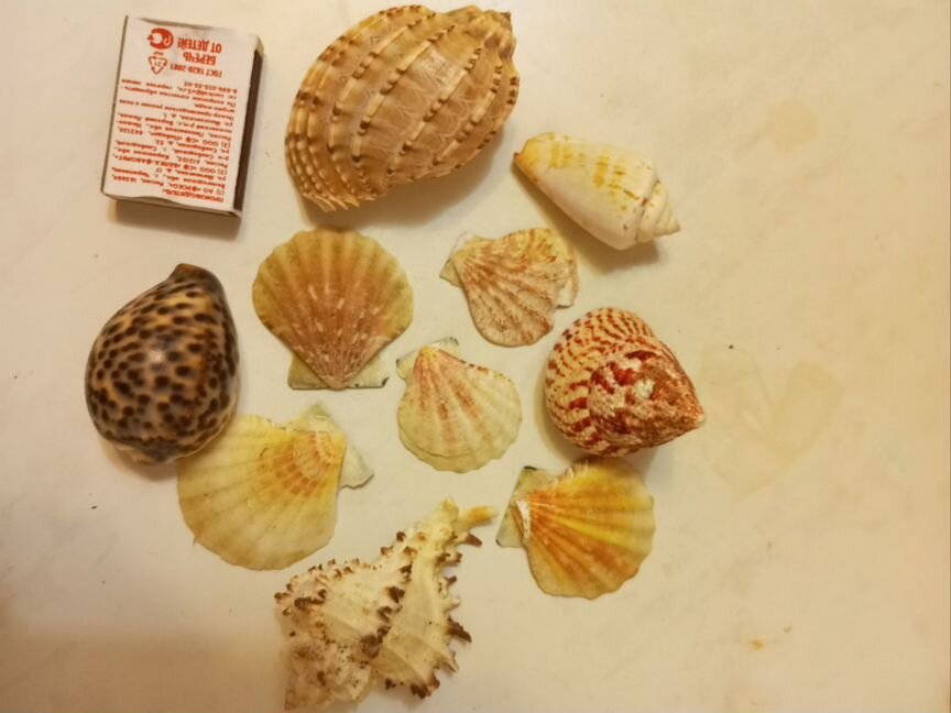 Ракушки для поделок, для аквариума