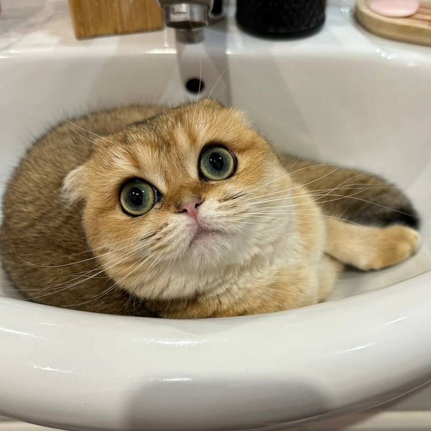 Шотландский вислоухий короткошёрстный котёнок