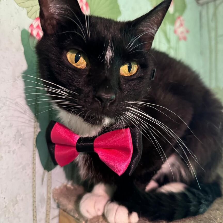 Кошка в добрые руки