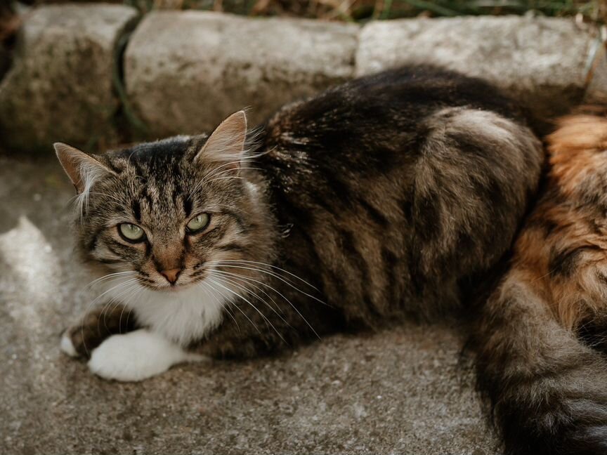 Котик в добрые руки