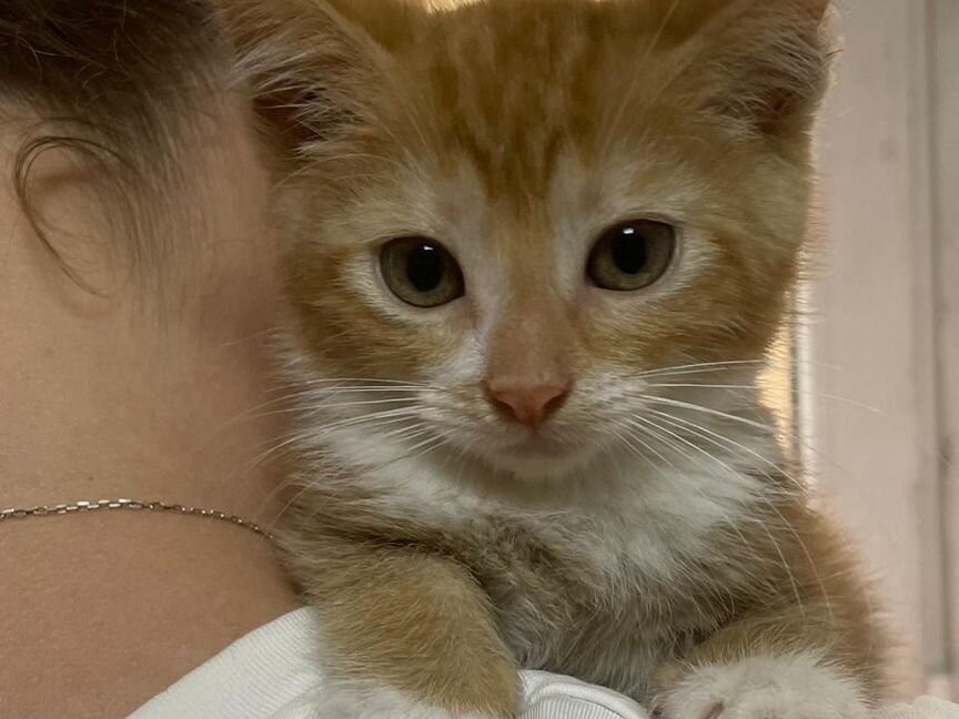 Рыженький котенок Антошка