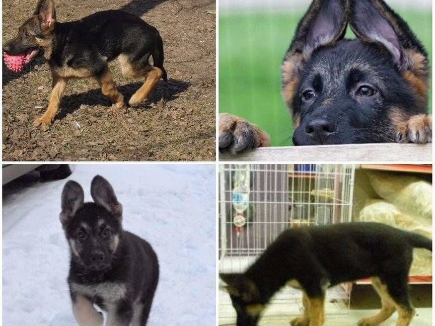 Щеночки-немецкой овчарки