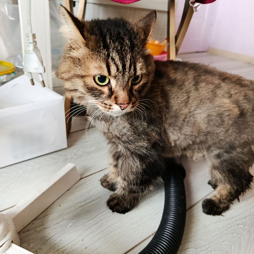 Выбросили кота