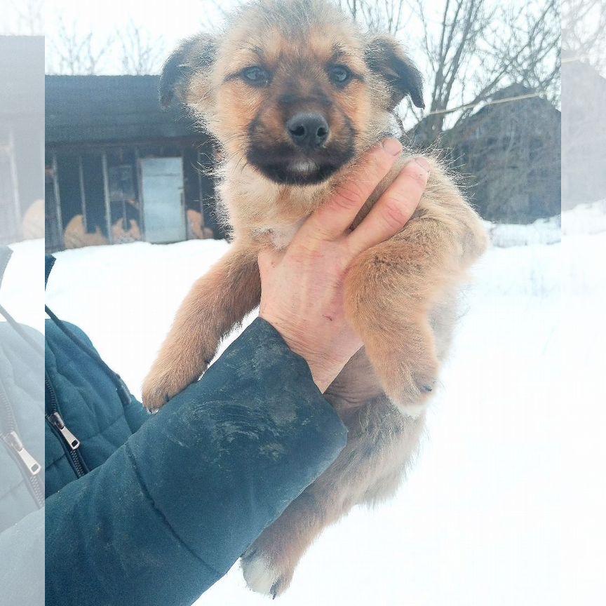 Щенок в добрые руки