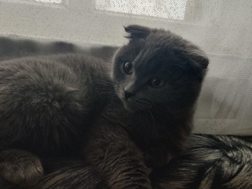 Нашли кошку