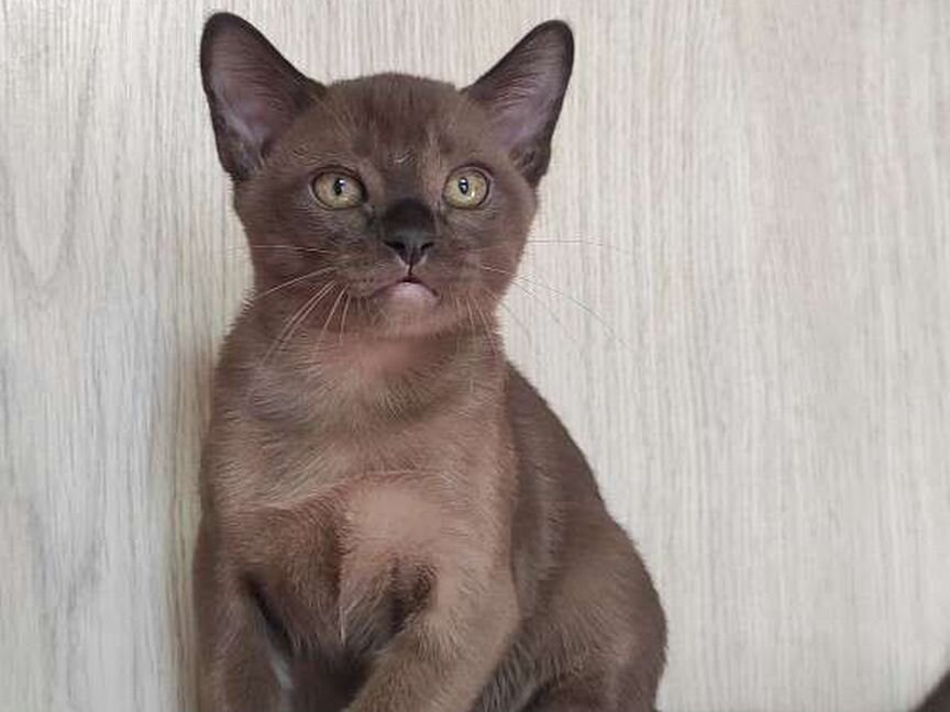 Соболиный мальчишка Да Винчи