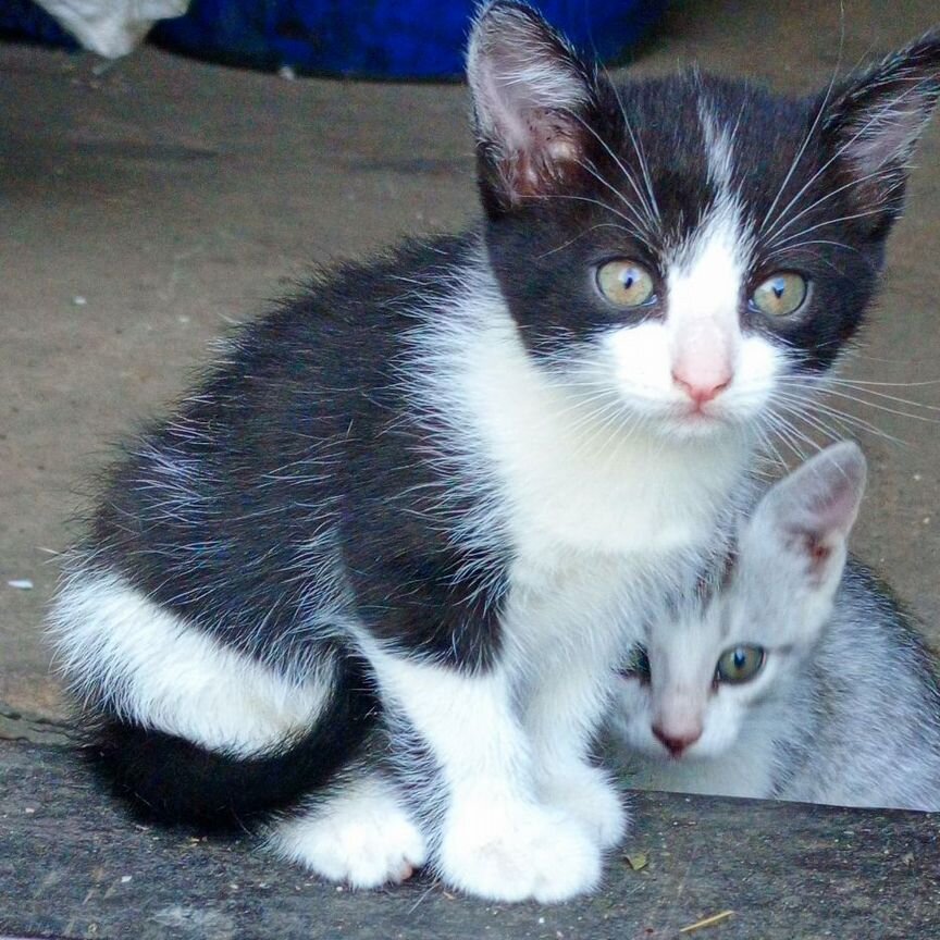 Отдам котят в добрые руки