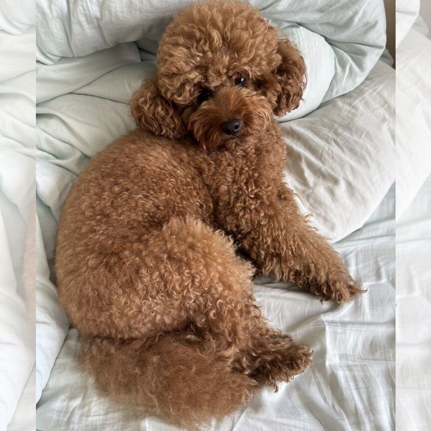 Карликовый пудель, вязка