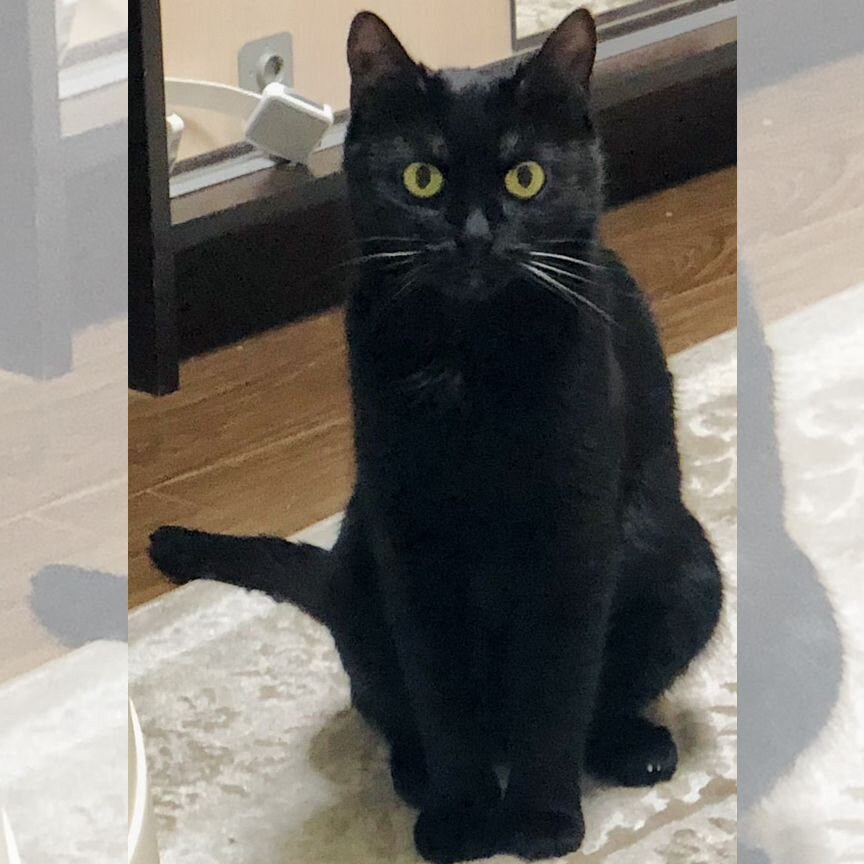 Кошка в добрые руки