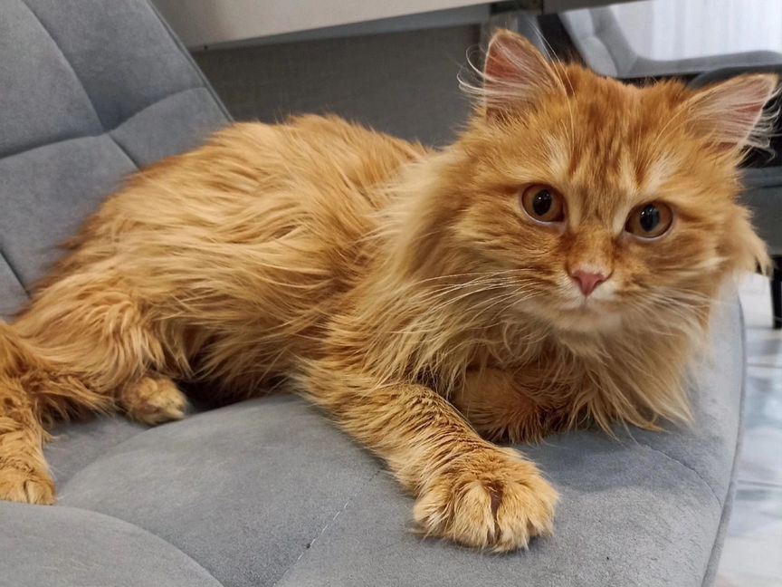 Необыкновенная кошка ищет дом