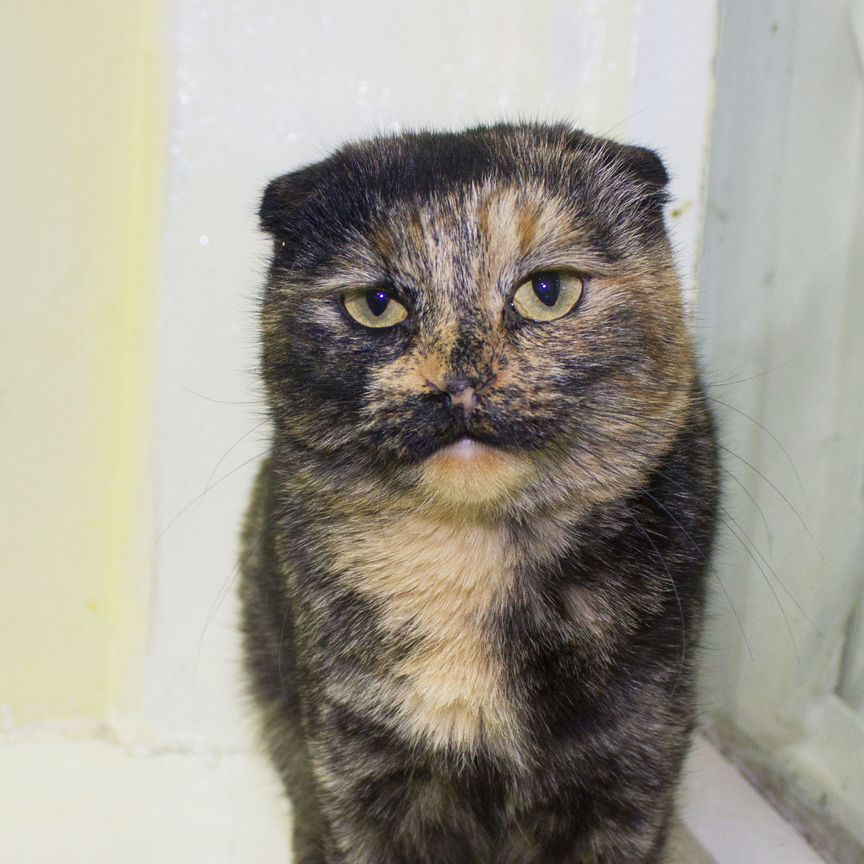 Нежная вислоушка по имени Веснушка ищет маму