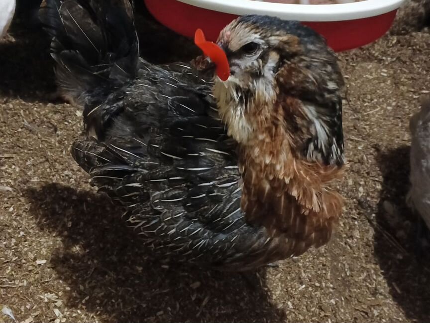 Цыплята амераукана