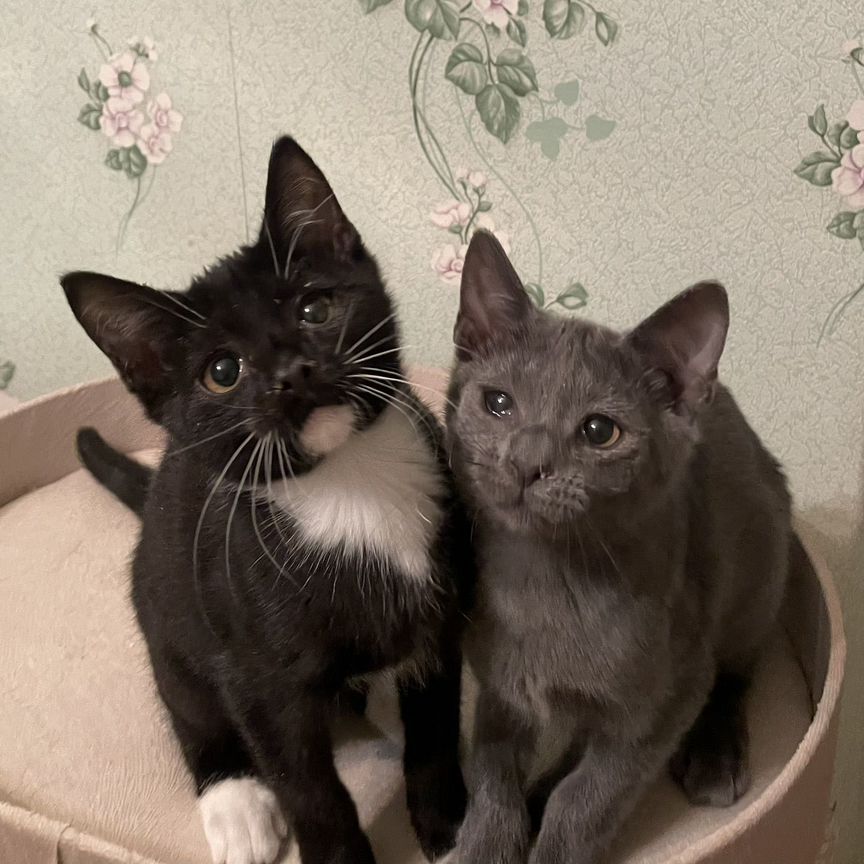 Котята братики вдвоем в одну семью