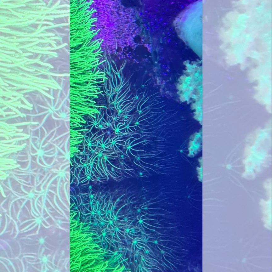 Кораллы для морского аквариума