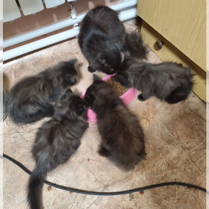 Черные пушистые котята