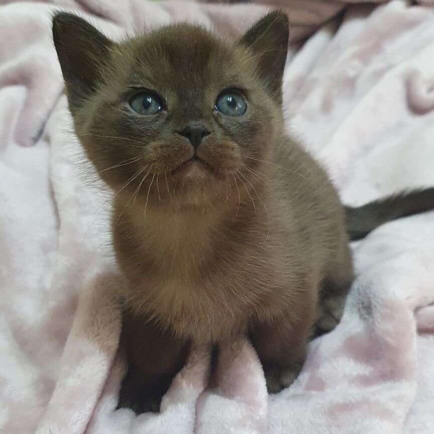 Европейский бурманский котёнок