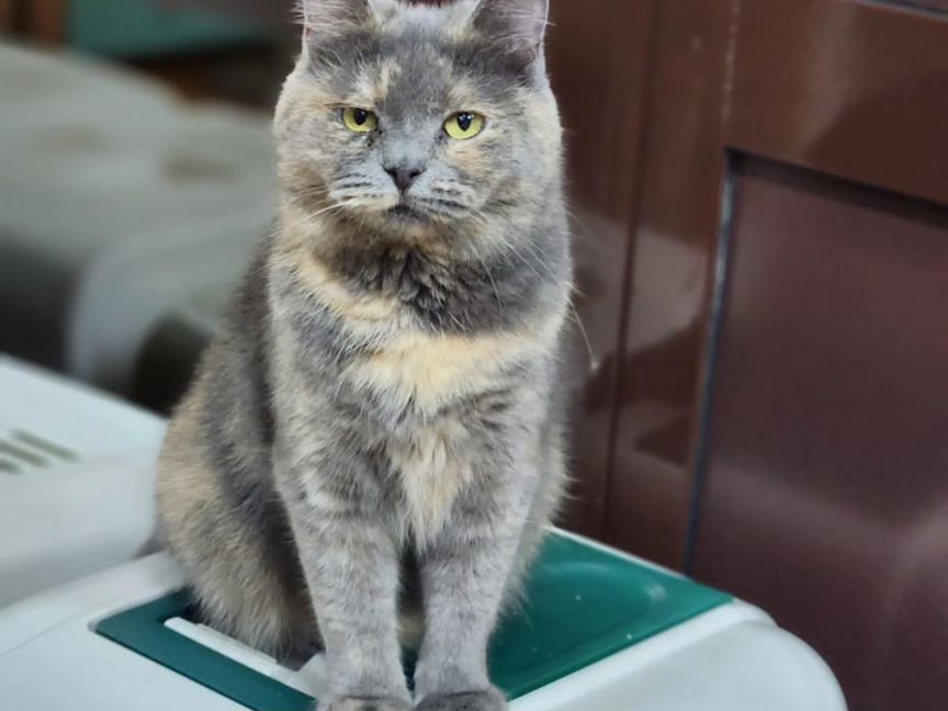 Ау, котородители