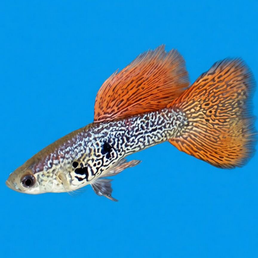 Гуппи Красное Кружево и Кобра Альбино