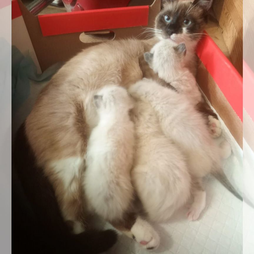 Котята