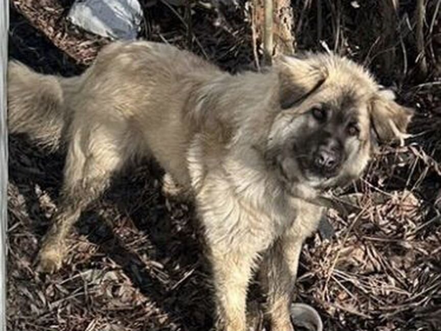 Верный друг и охранник