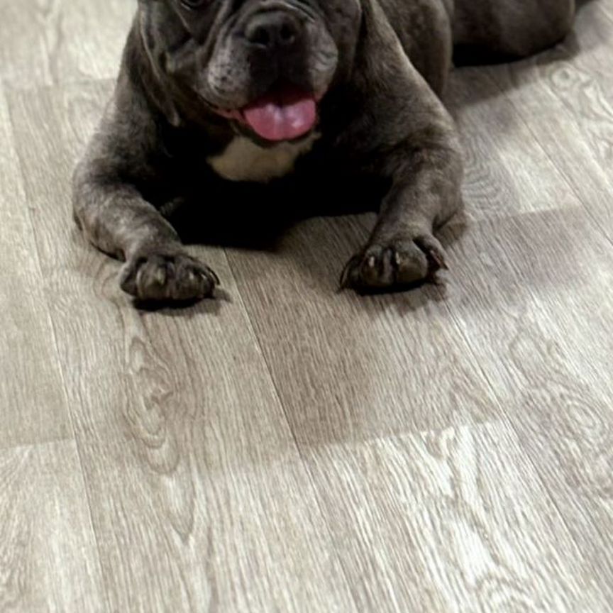 Плюша, ищет дом