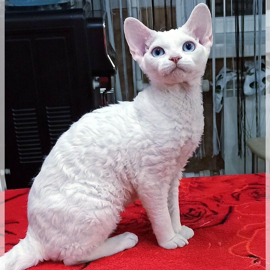 Девон-рекс котёнок