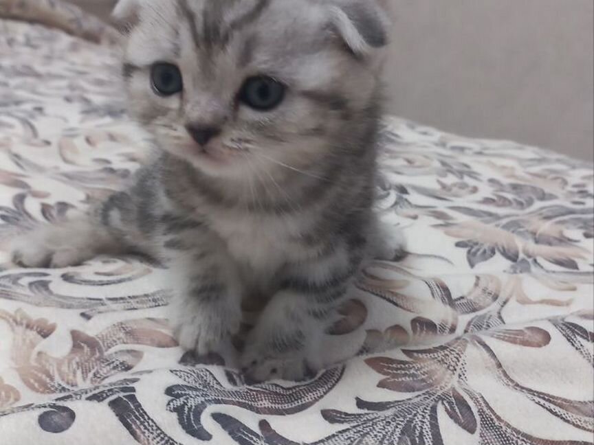 Шотланские вислоухие котята
