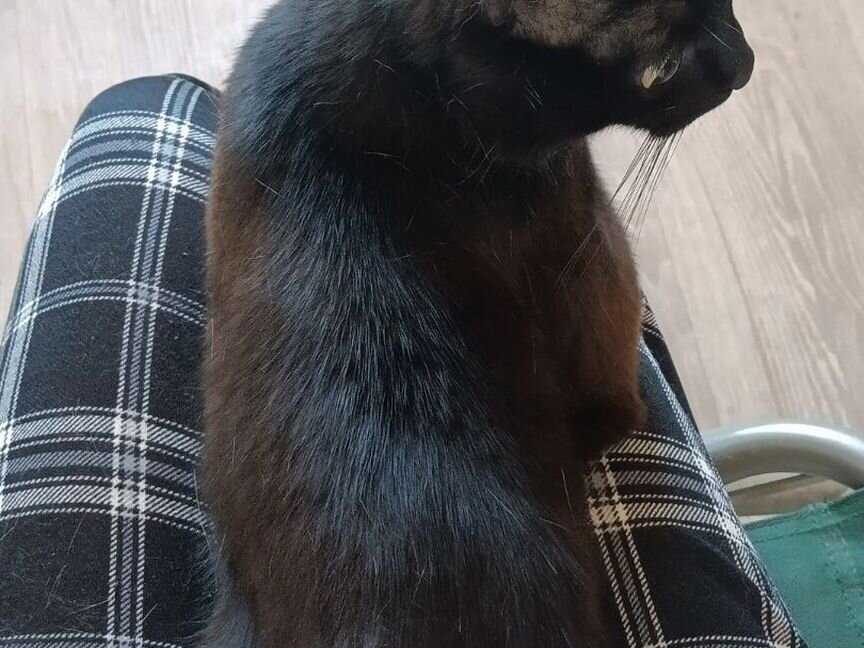 Кошка чёрная, 2 года