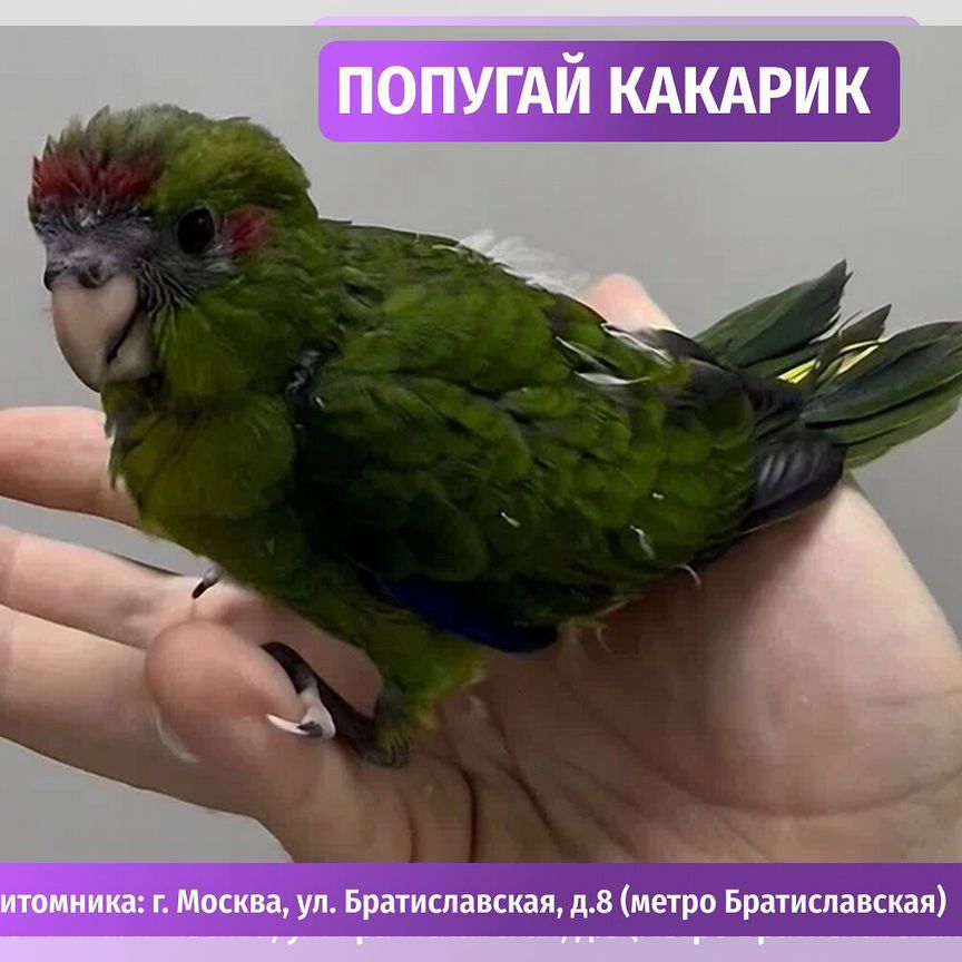 Попугай Какарик