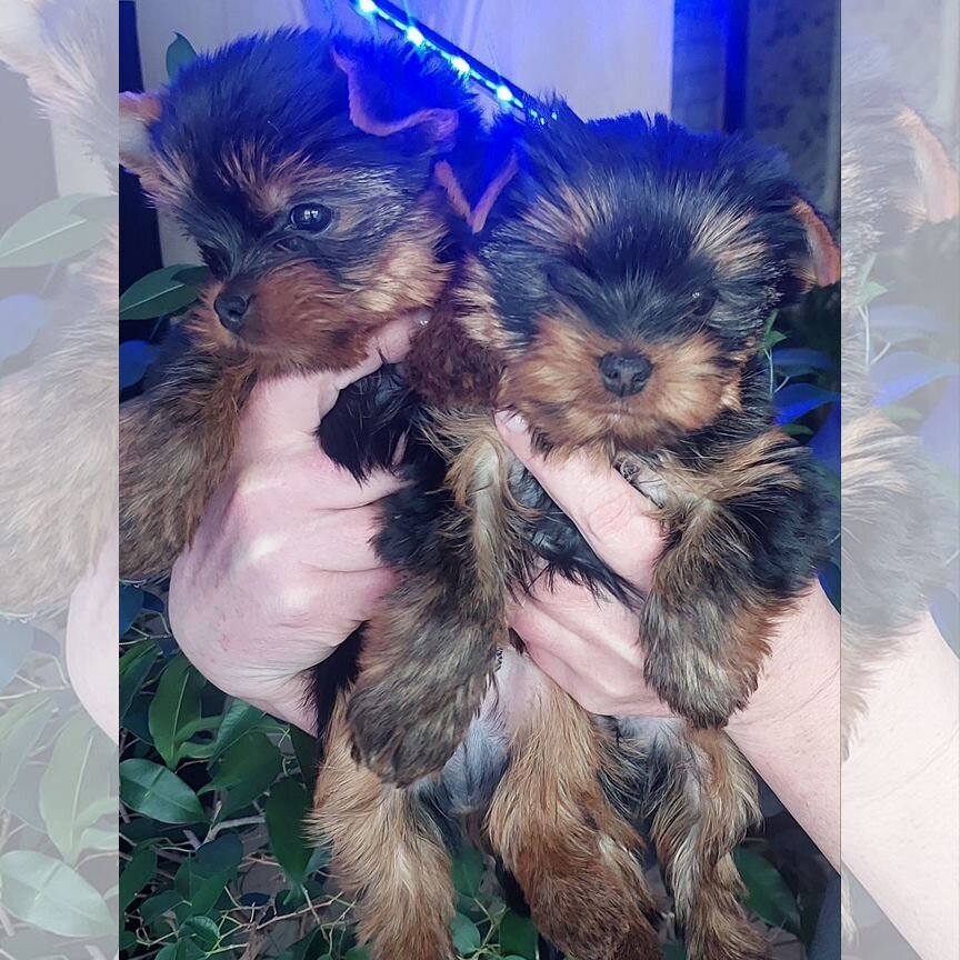 Йоркширский терьер, щенок