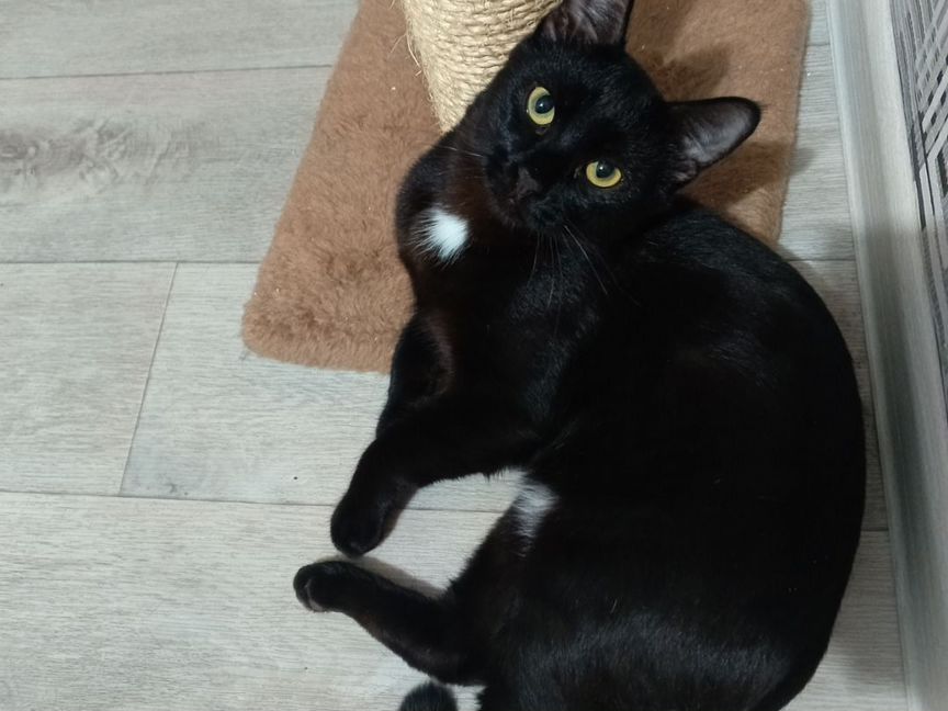 Кот в добрые руки