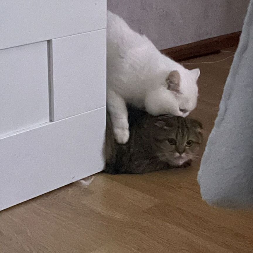 Шотландские котята