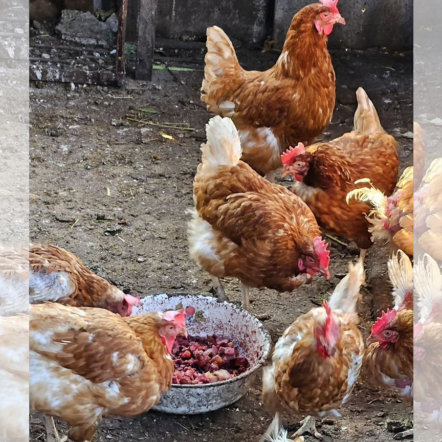 Куры несушки