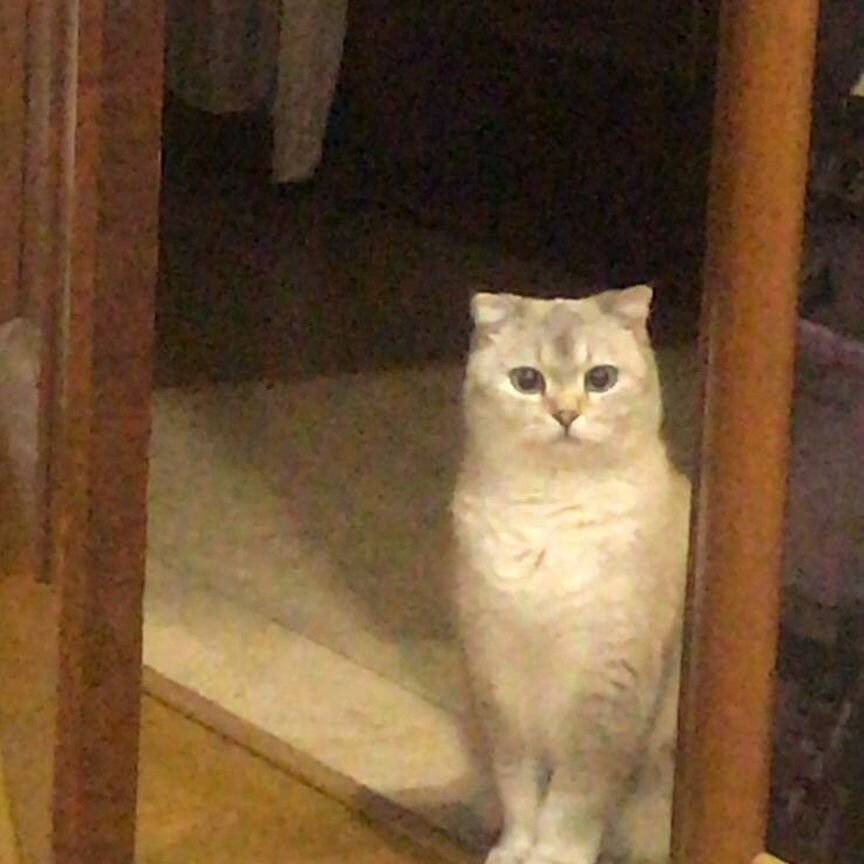 Продается котик очень красивый