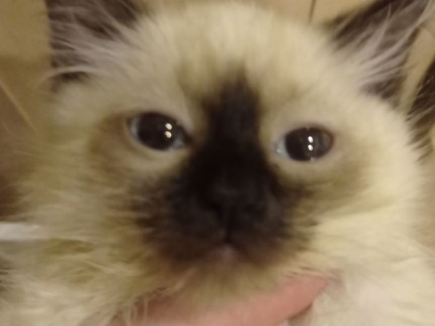 Котик Невский маскарадный два месяца