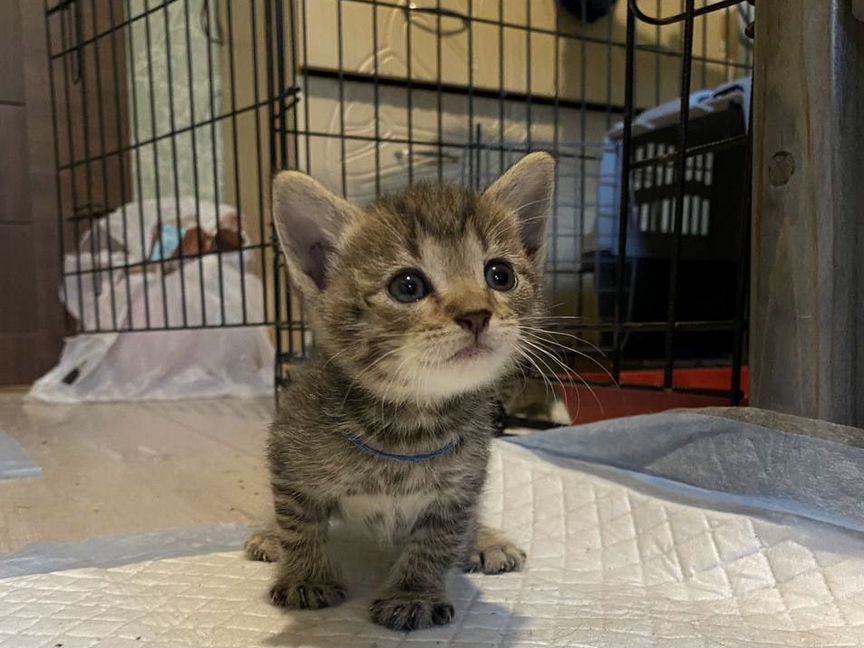 Котенок в добрые руки