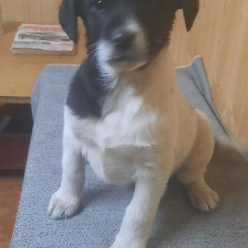 Щенок в добрые руки