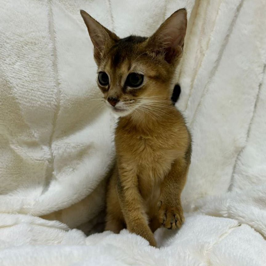 Абиссиночка