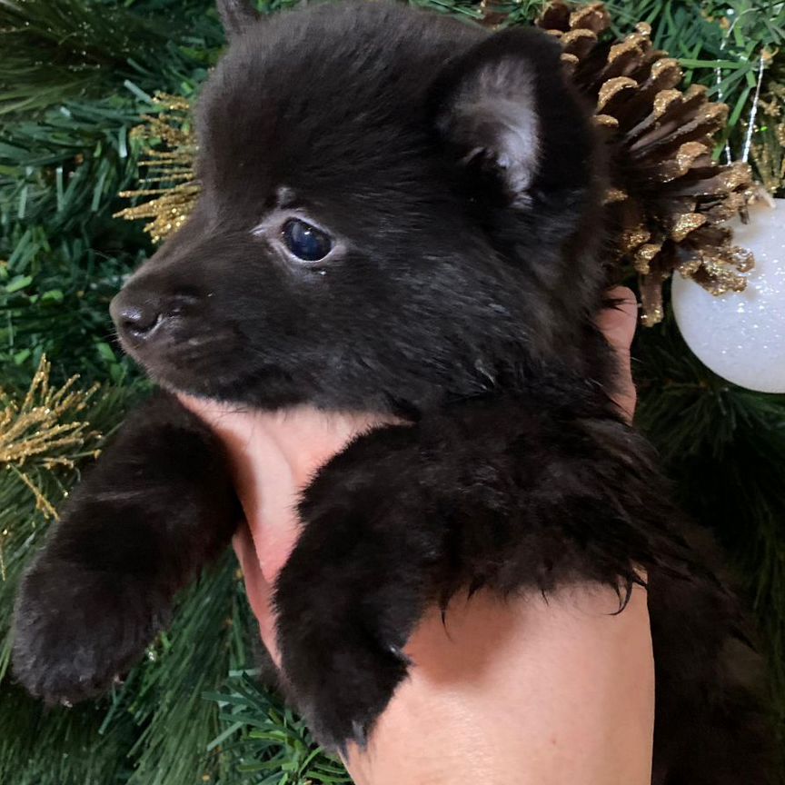 Шипперке схипперке