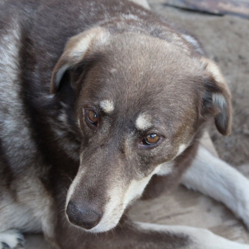 Взрослая собака в добрые руки