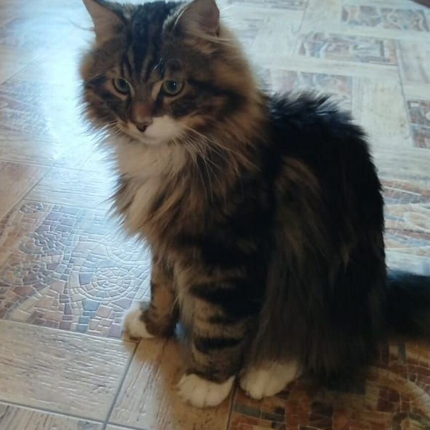 Котик в добрые руки